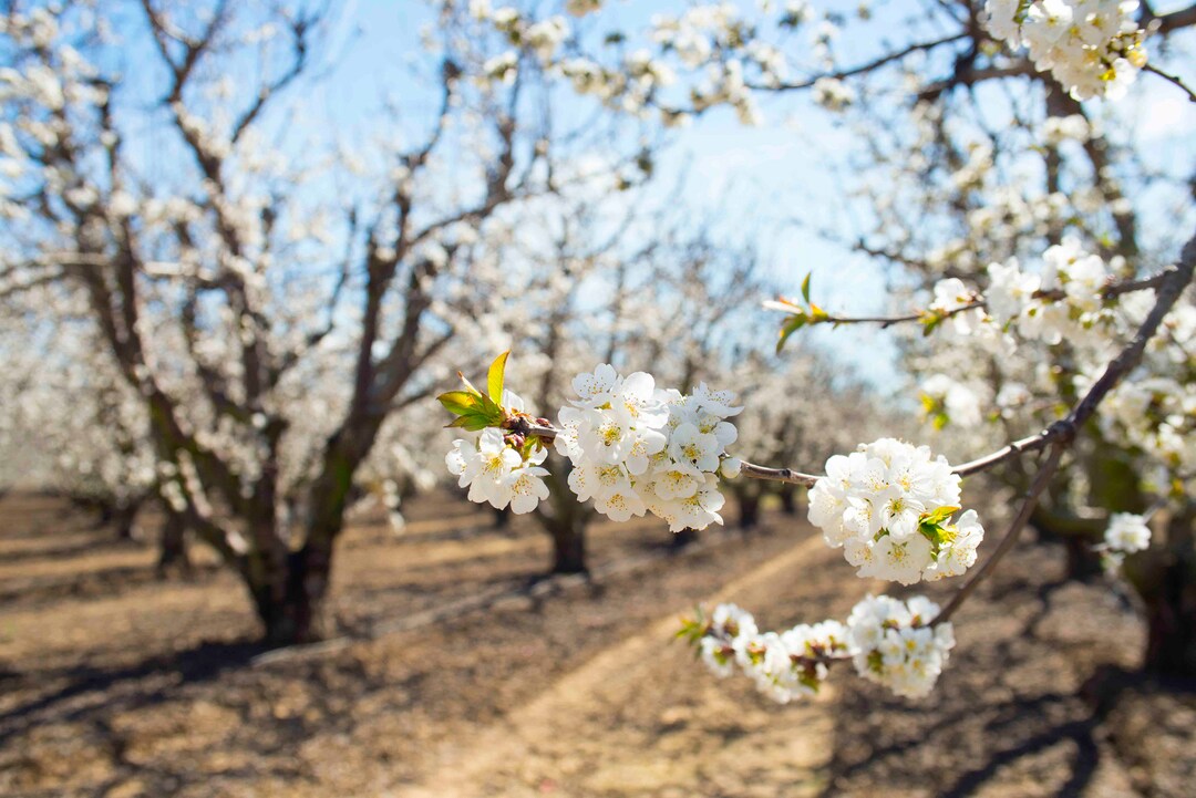 Cherry Trees, Gilroy, California, Fine Art Professional Print - Etsy