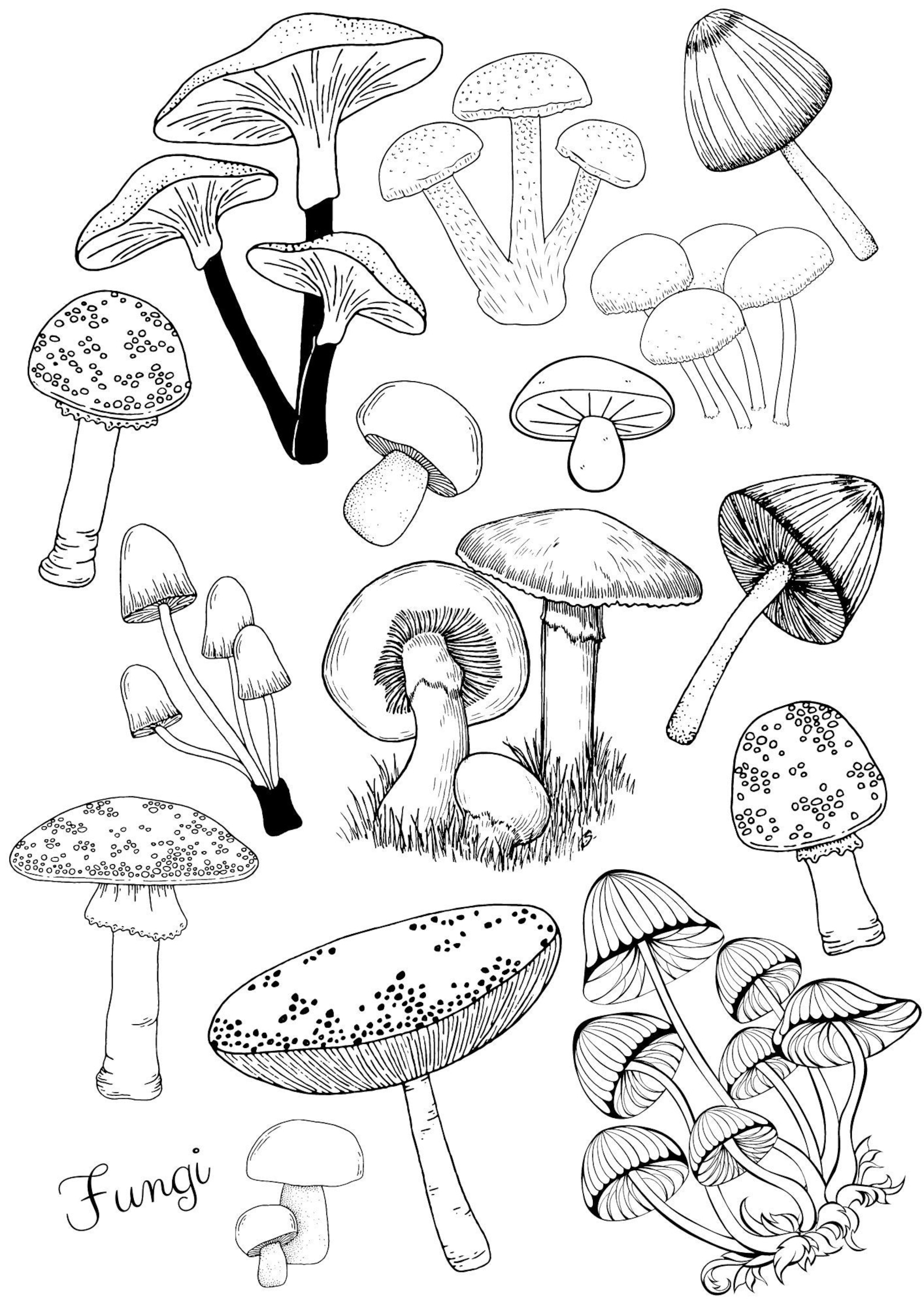 Fungi Colouring Page - Etsy