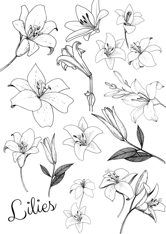 Lily Colouring Page | Etsy