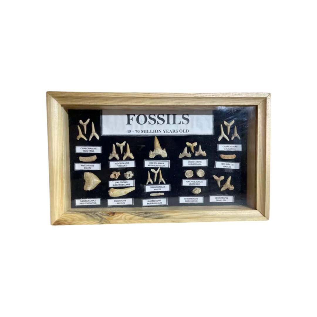 Collector's Sea Creature Fossil Teeth - Display Frame - 15 - Etsy