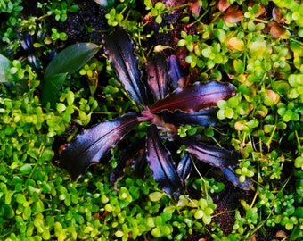 Bucephalandra Tetana Live Aquarium Plant | Etsy
