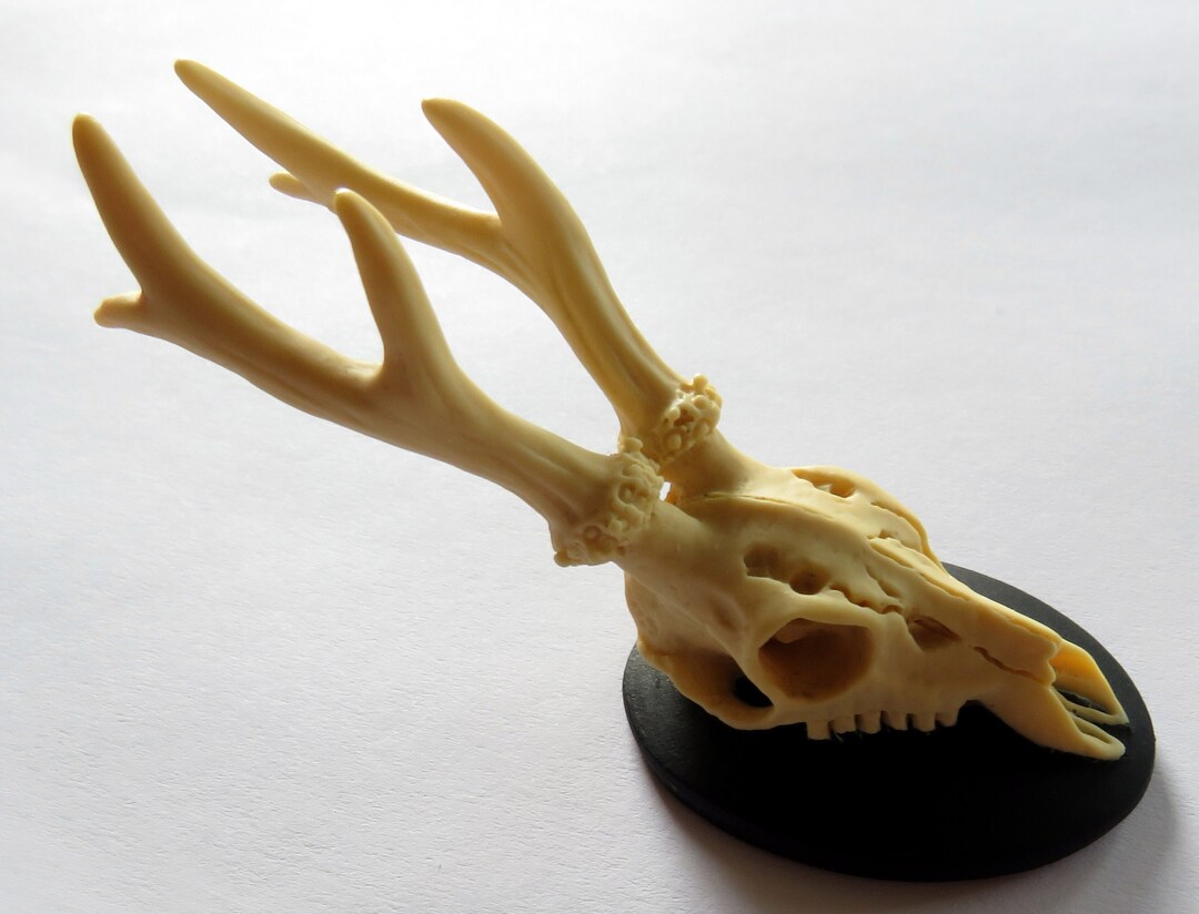 Ivory & Black Deer Skull Taxidermy Resin Cameo Cabochon 40x30mm 3 ...
