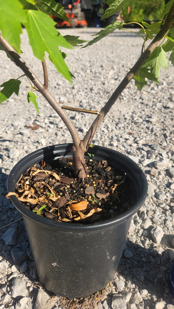 Silver Maple Bonsai