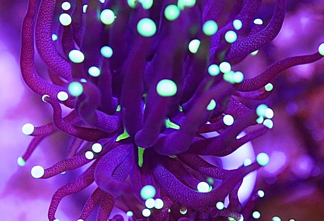 Joker Torch Coral 1 Head Frag Saltwater Aquarium Corals - Etsy