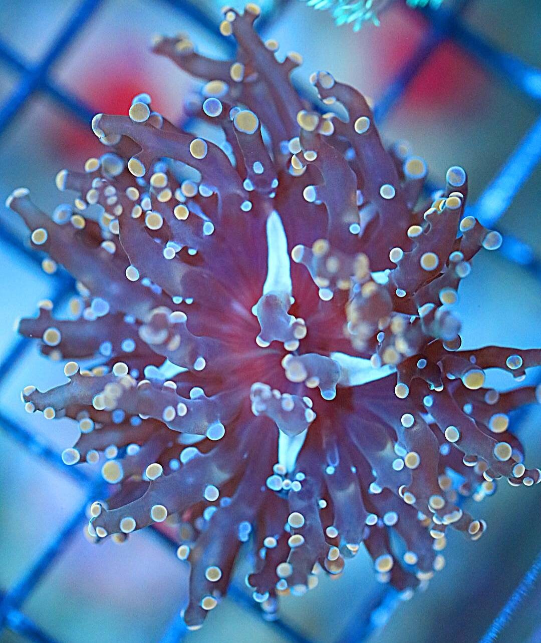 Frogspawn Clipart Flower