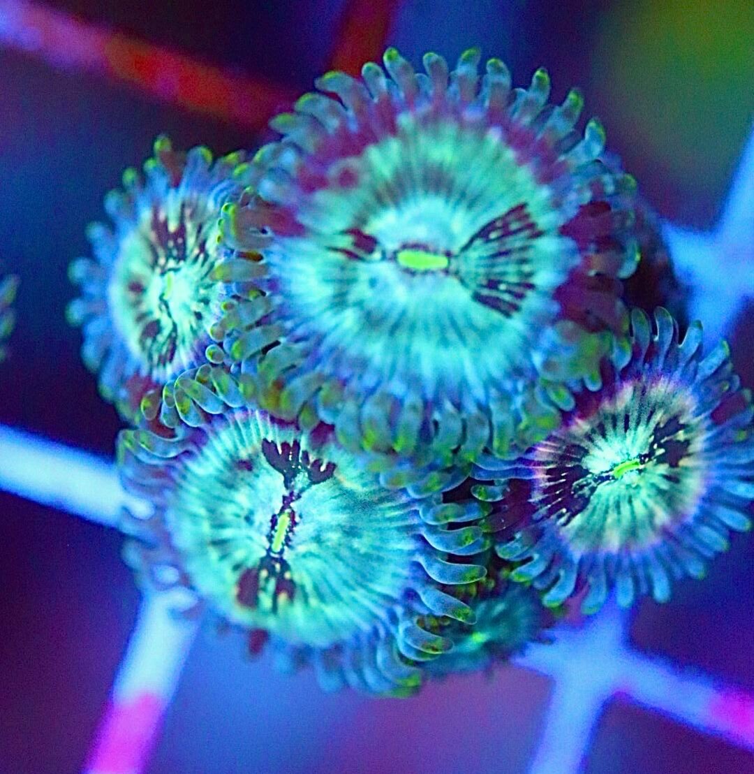 Hawaiian Zoanthids Coral Frag WYSIWYG Saltwater Aquarium Corals - Etsy