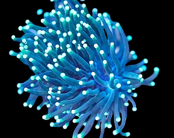 Hulk Torch Coral Saltwater Aquarium Corals - Etsy