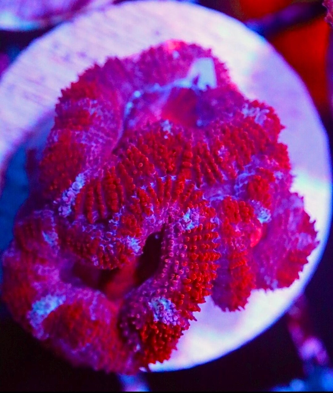 Aussie Acan Coral Frag WYSIWYG Saltwater Aquarium Corals - Etsy