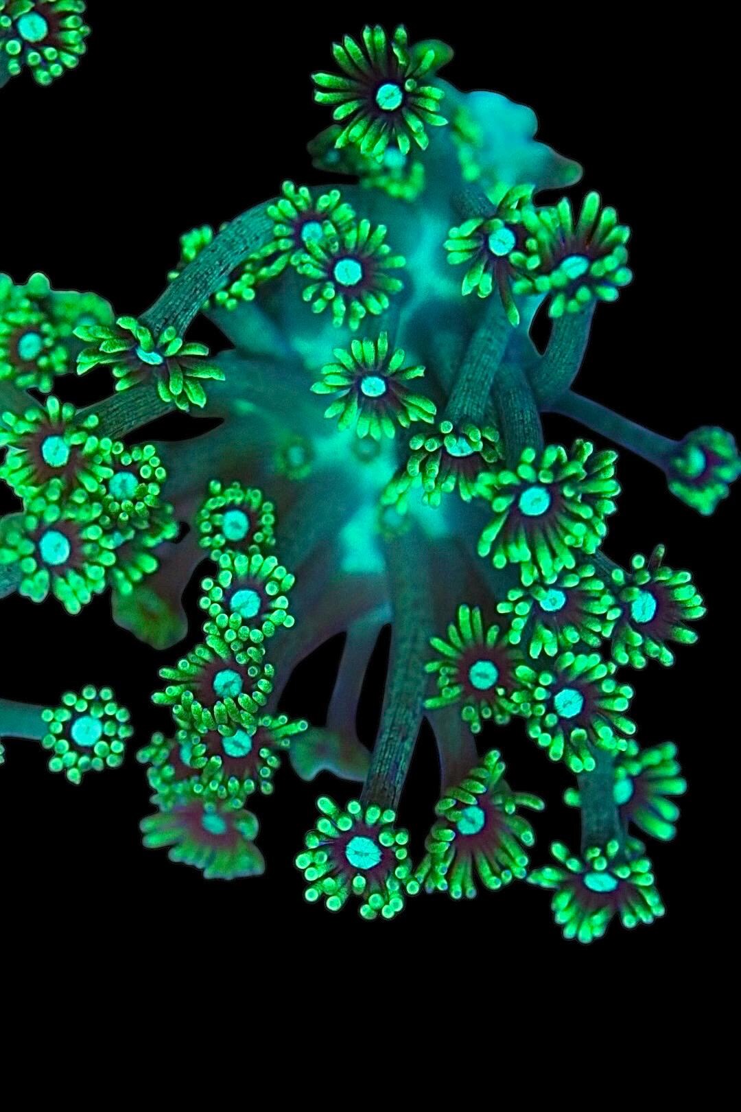 Metallic Green Goniopora Coral Frag Saltwater Aquarium Corals - Etsy