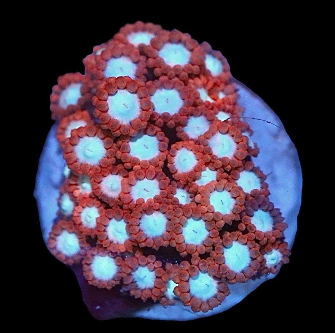 Aussie Ultra Alveopora Coral Frag Saltwater Aquarium Corals - Etsy