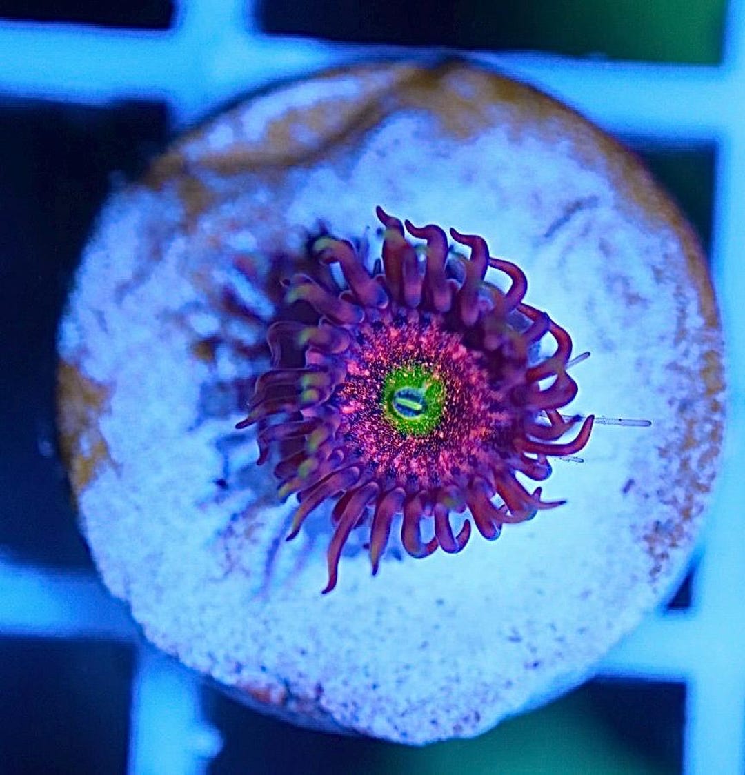 Chong Bong Zoanthids Coral Frag Saltwater Aquarium Corals - Etsy