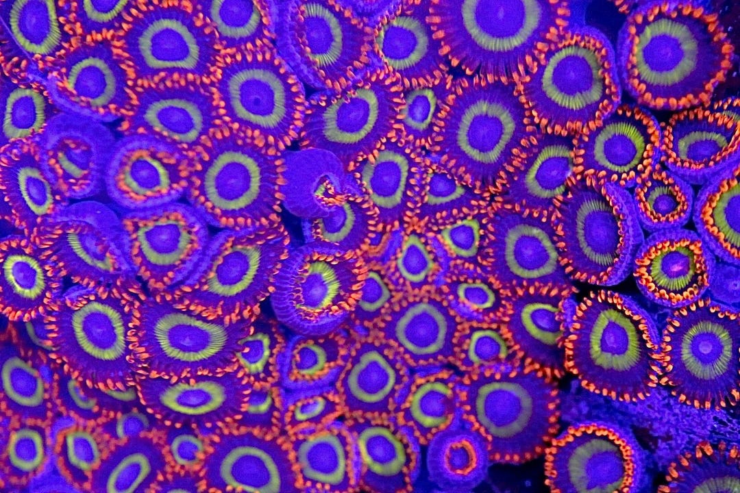 Fruit Loops Zoanthids Coral 6 Polyp Frag Saltwater Aquarium Corals - Etsy