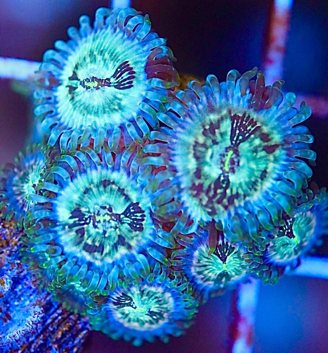 Hawaiian Zoanthids Coral Frag WYSIWYG Saltwater Aquarium Corals - Etsy