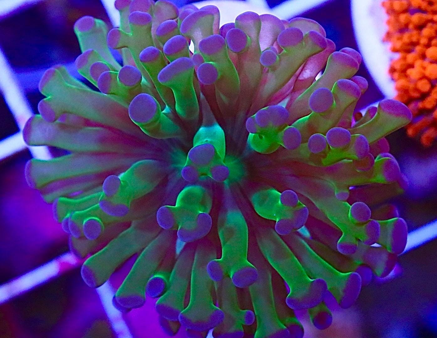 Bicolor Frogspawn Coral Frag Saltwater Aquarium Corals - Etsy