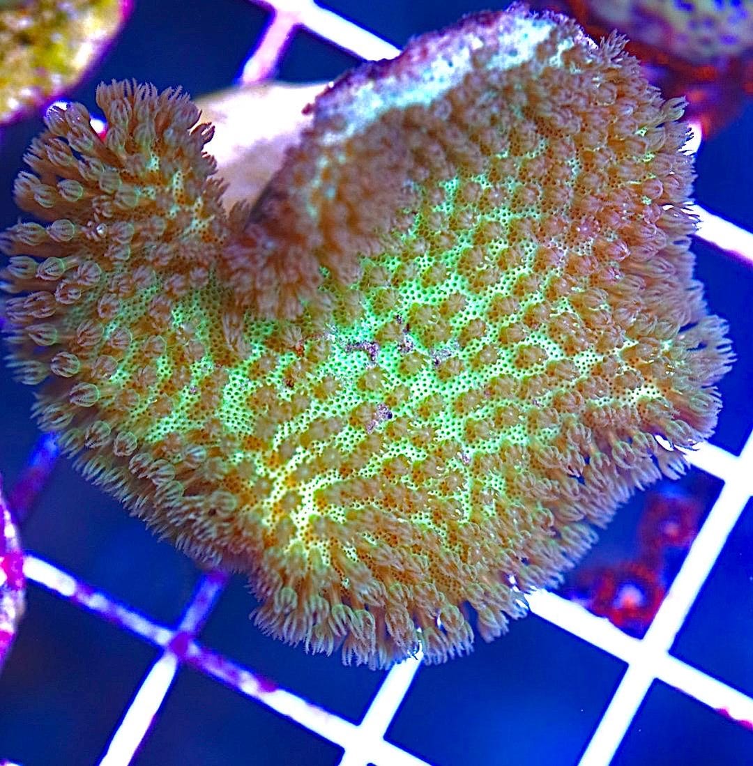 Yellow Fiji Toadstool Leather Coral WYSIWYG Saltwater Aquarium Corals ...