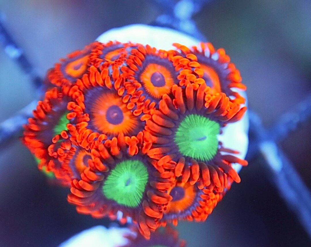 Oompa Loompa Orange Oxide Mix Zoanthids Coral Frag Saltwater Aquarium ...