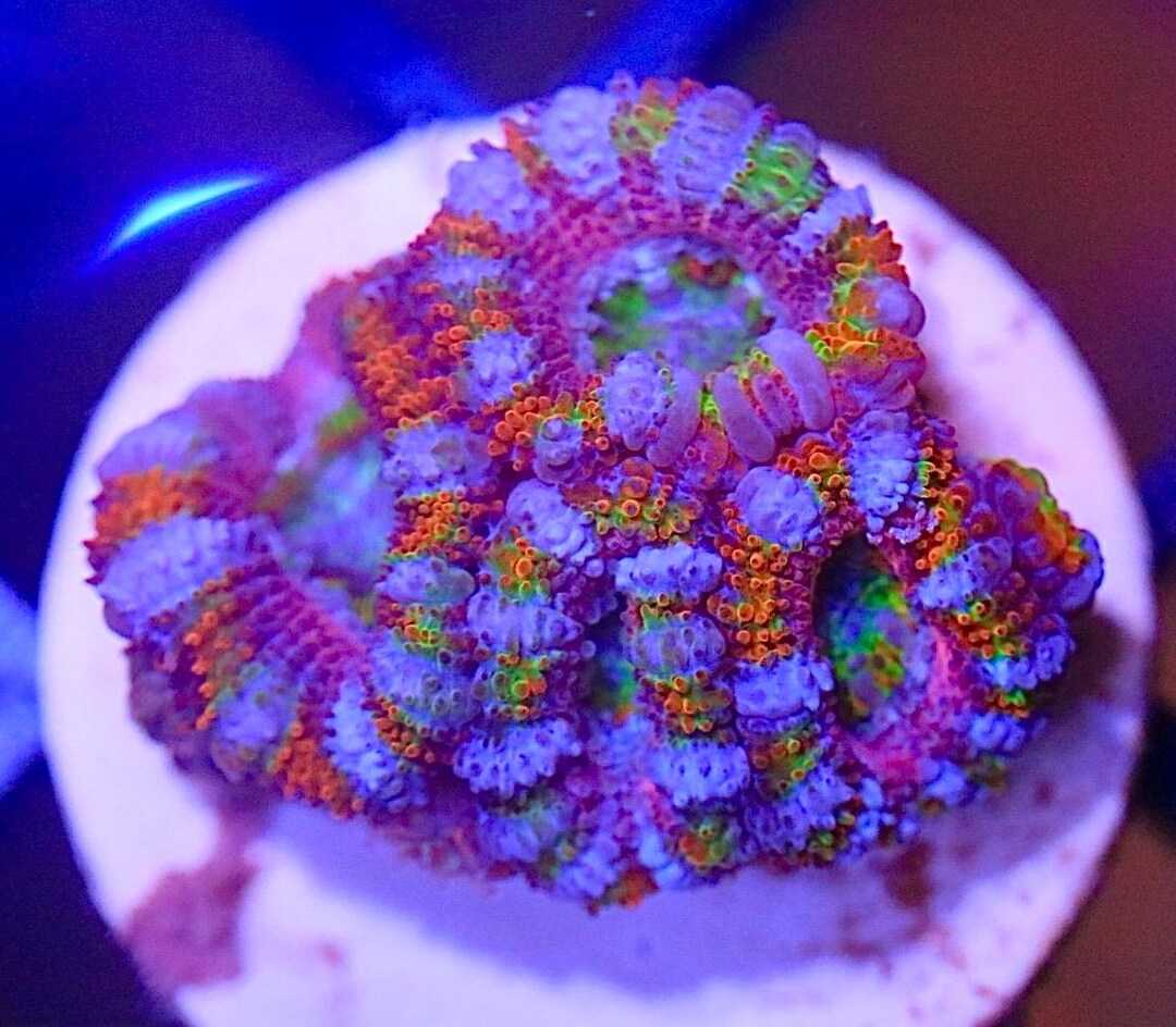 Rainbow Acan Lord Coral Frag WYSIWYG Saltwater Aquarium Corals - Etsy