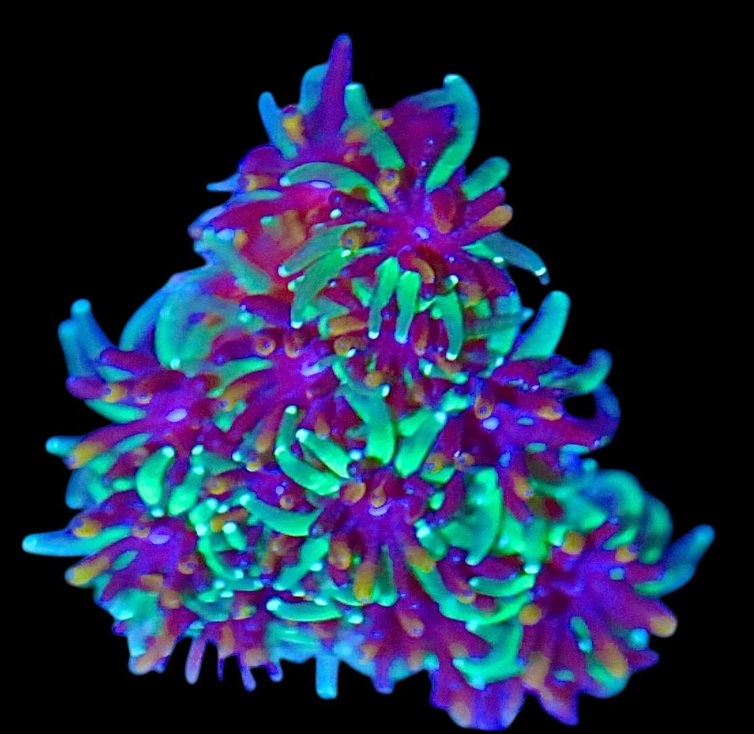 Sonic the Hedgehog Galaxea Coral Frag Saltwater Aquarium Corals - Etsy