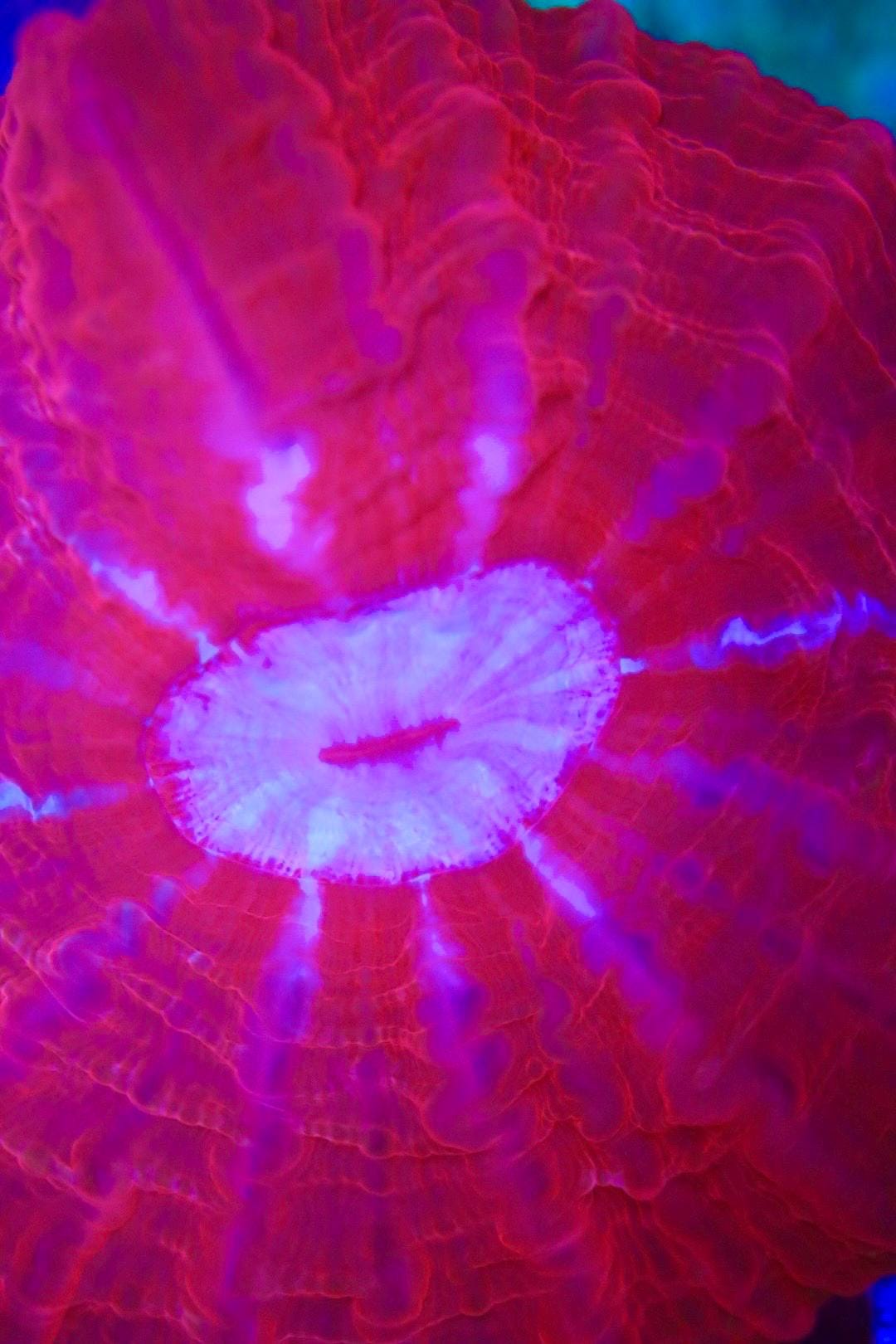 Blue Center Cynarina Coral 3” WYSIWYG Saltwater Aquarium Corals - Etsy