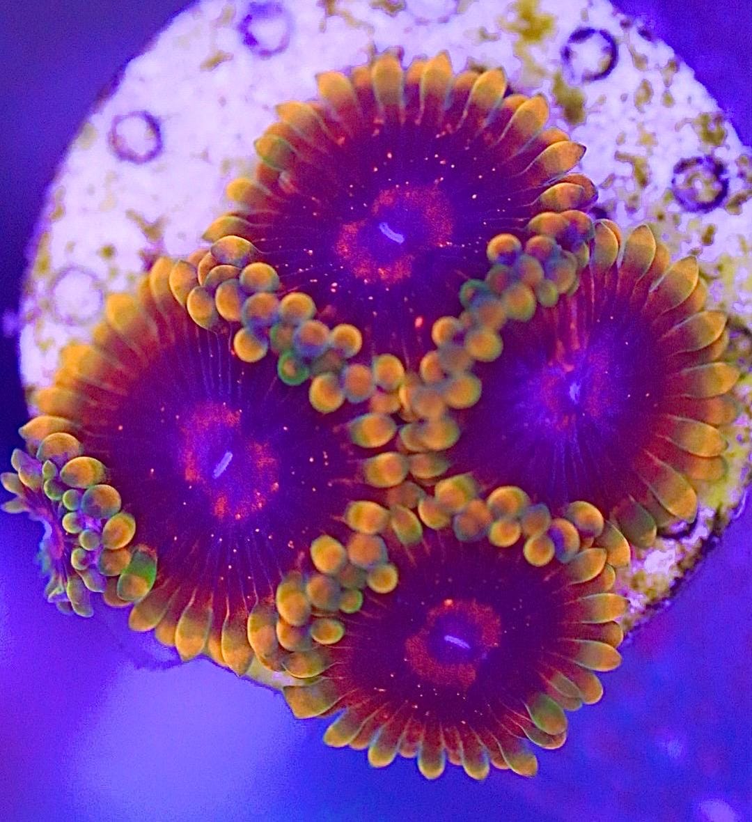 Jedi Mind Trick Zoanthids Coral Frag WYSIWYG Saltwater Aquarium Corals ...