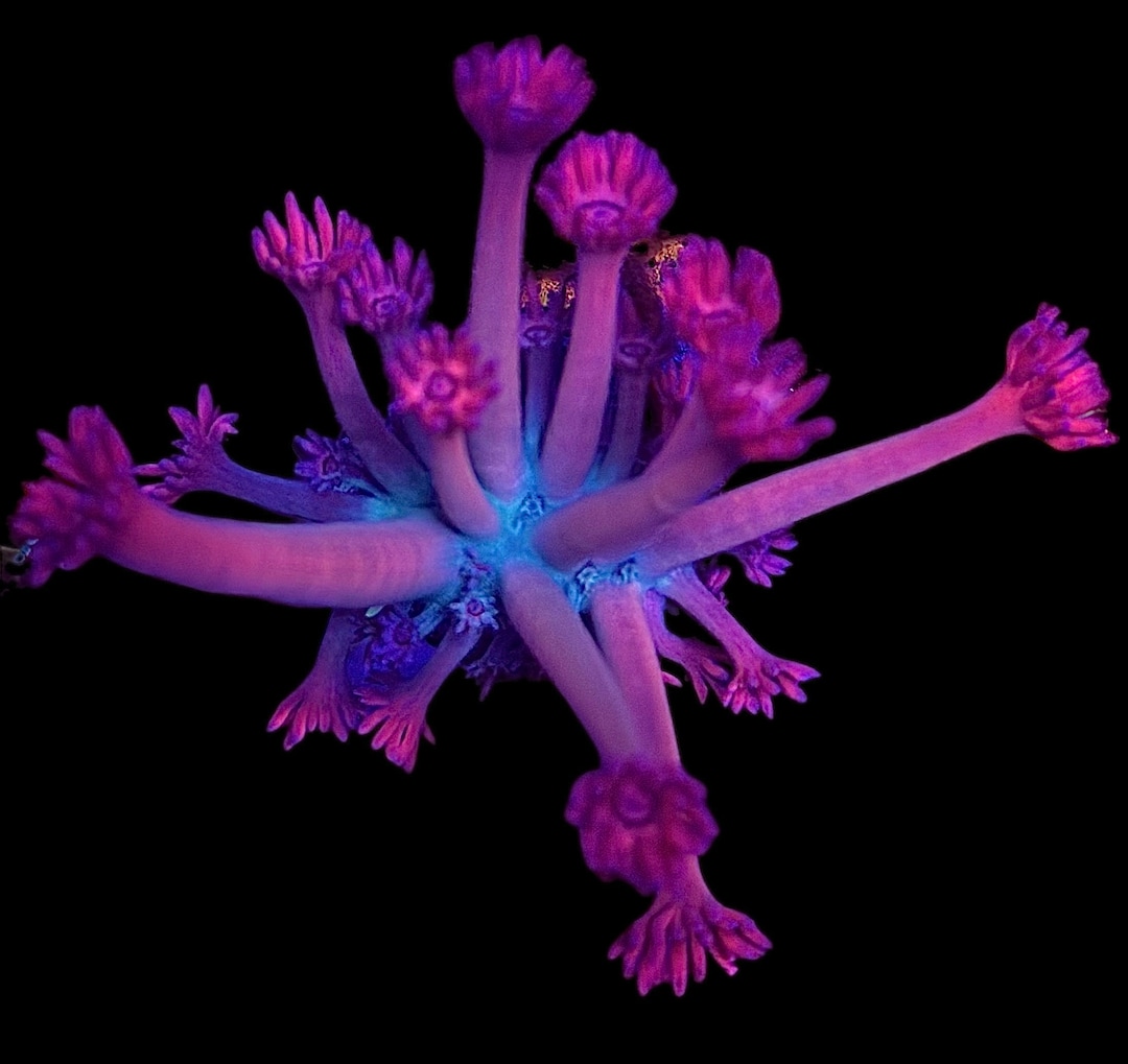 Ultra Goniopora Coral Frag WYSIWYG Saltwater Aquarium Corals - Etsy