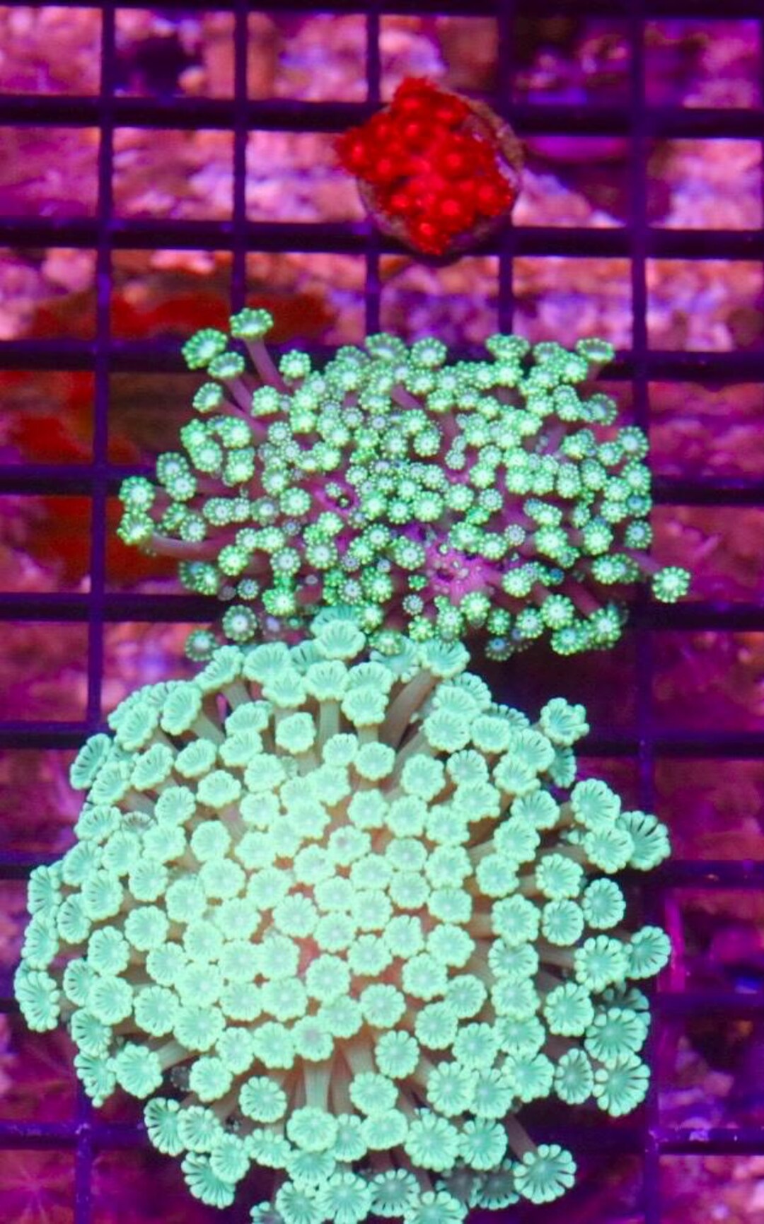 Free Shipping Branching Alveopora/red Goni Coral Pack-2 WYSIWYG Saltwater Aquarium Coral - Etsy