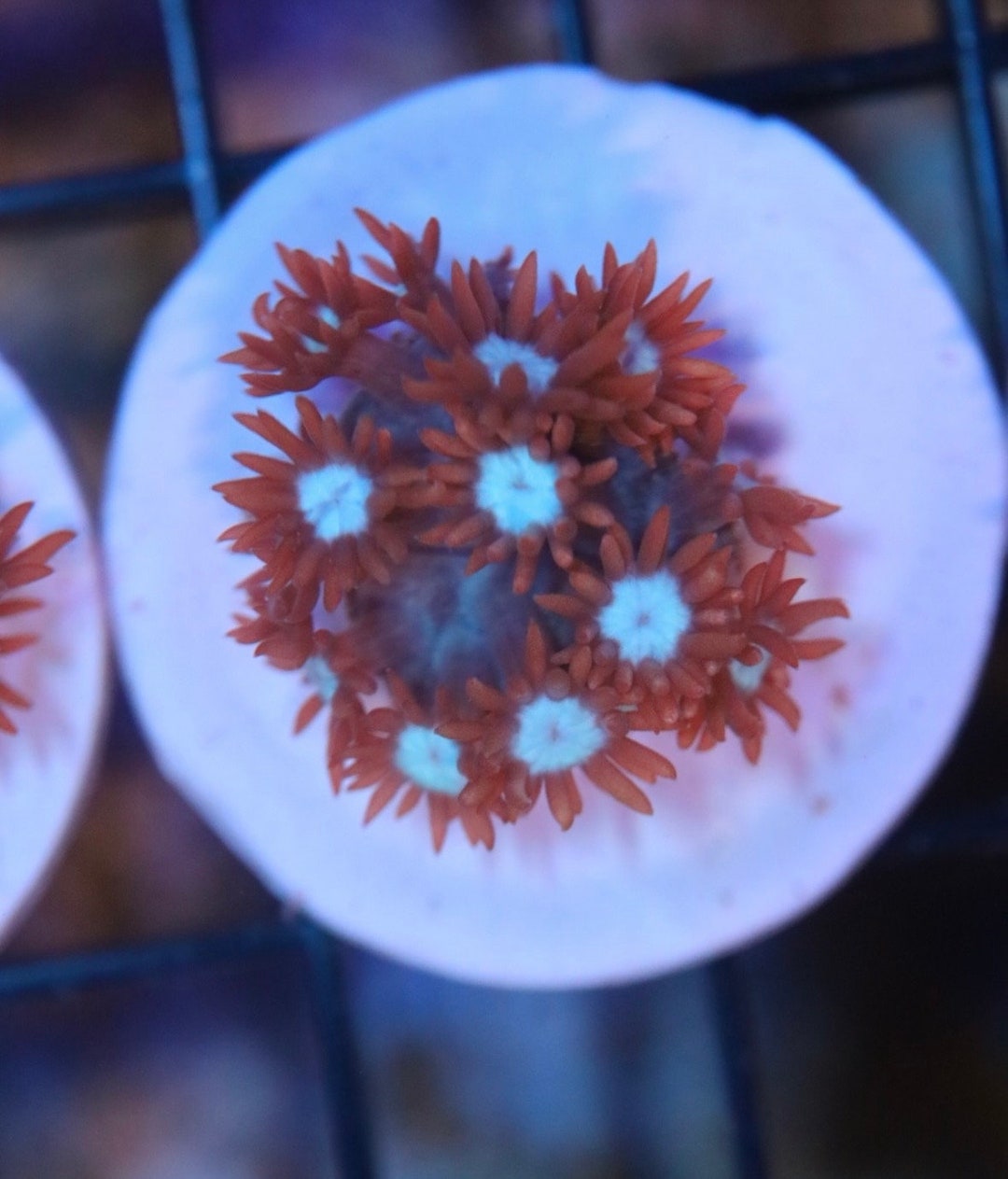 Aussie Ultra Goniopora Coral Frag Saltwater Aquarium Corals - Etsy