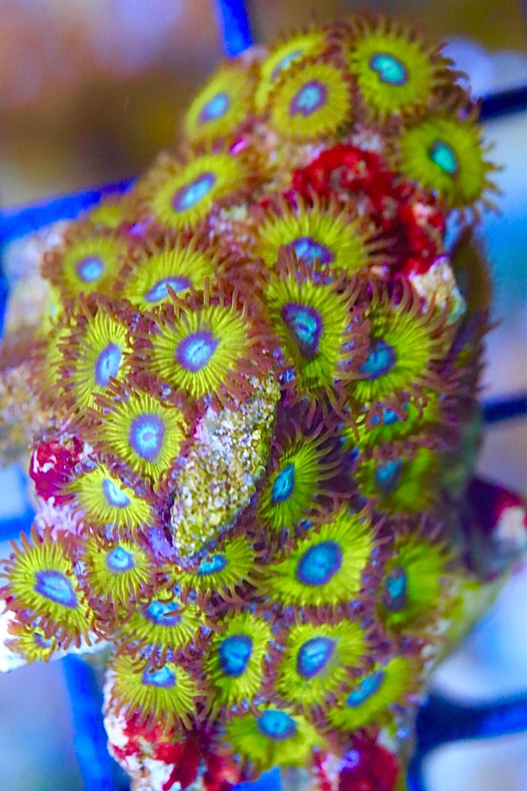 Pikachu Zoanthids Coral Mini Colony WYSIWYG Saltwater Aquarium Corals ...
