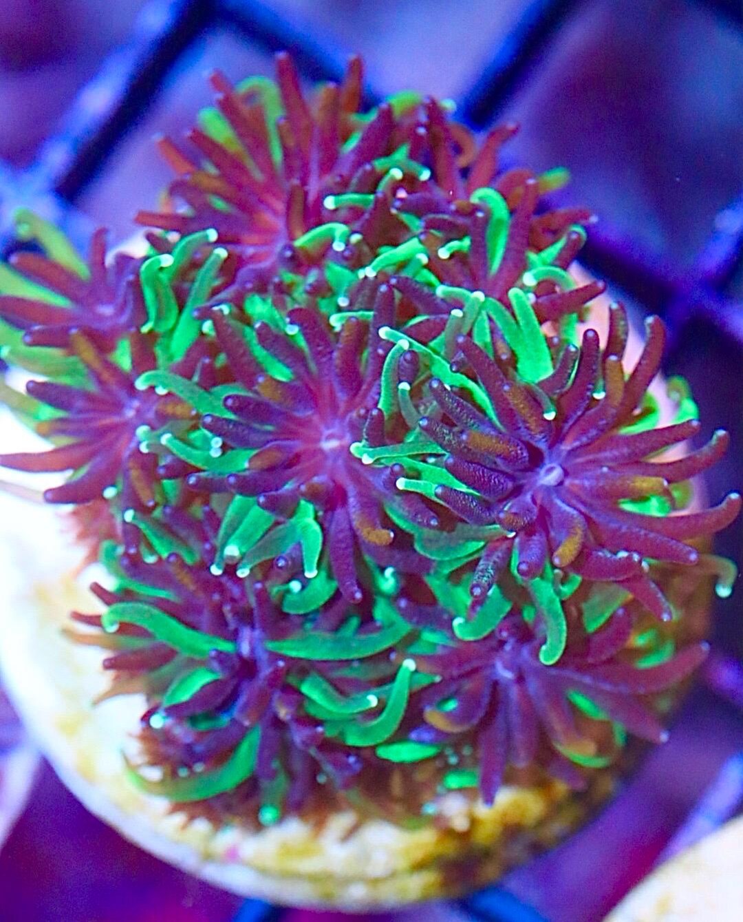 Tri-color Galaxea Coral Frag Saltwater Aquarium Corals - Etsy