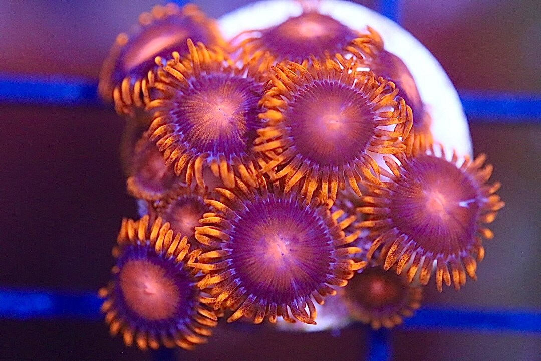 Coral Pack 6 Zoanthid Frags Combo Saltwater Aquarium Corals - Etsy