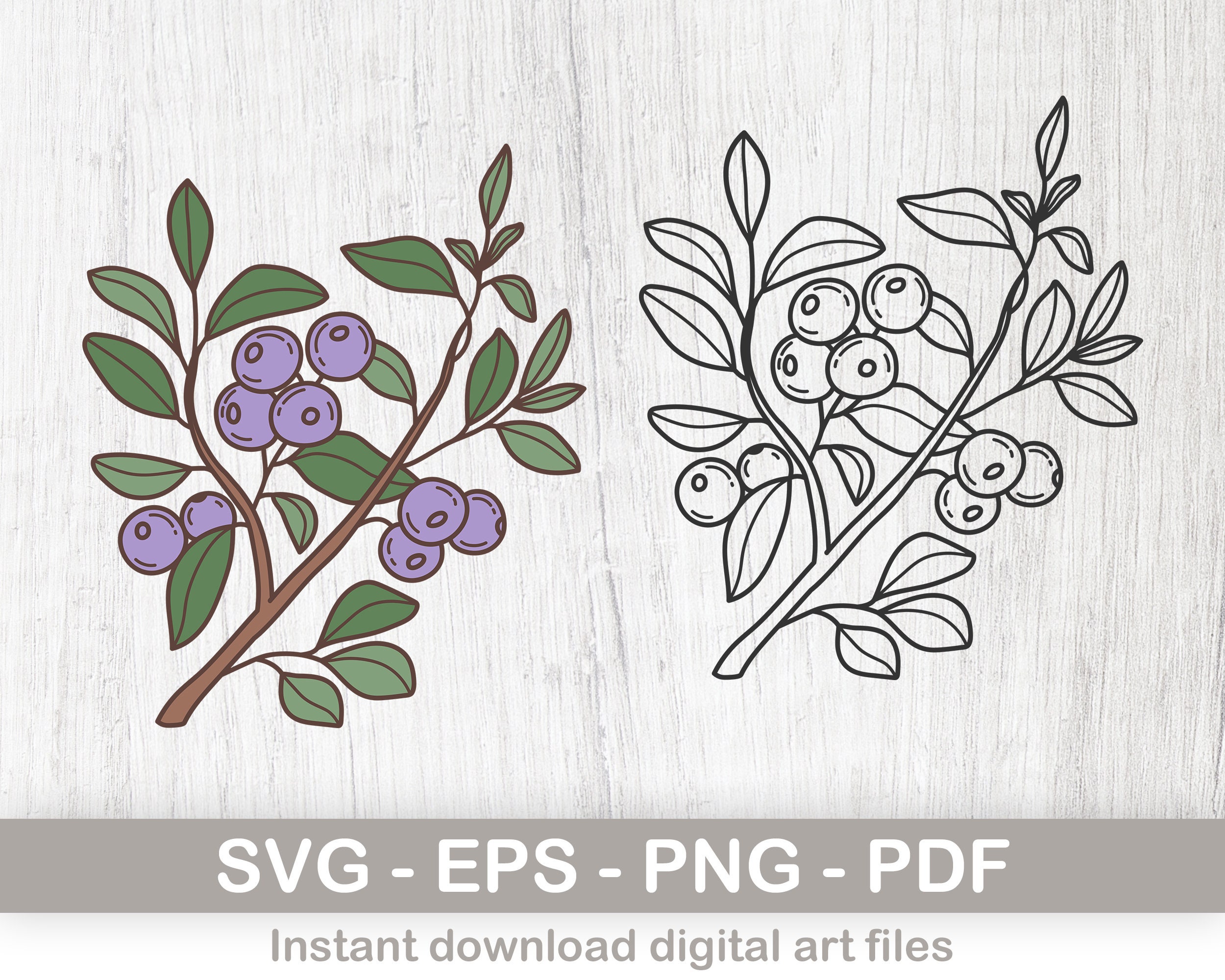 Blueberry Bush Drawing