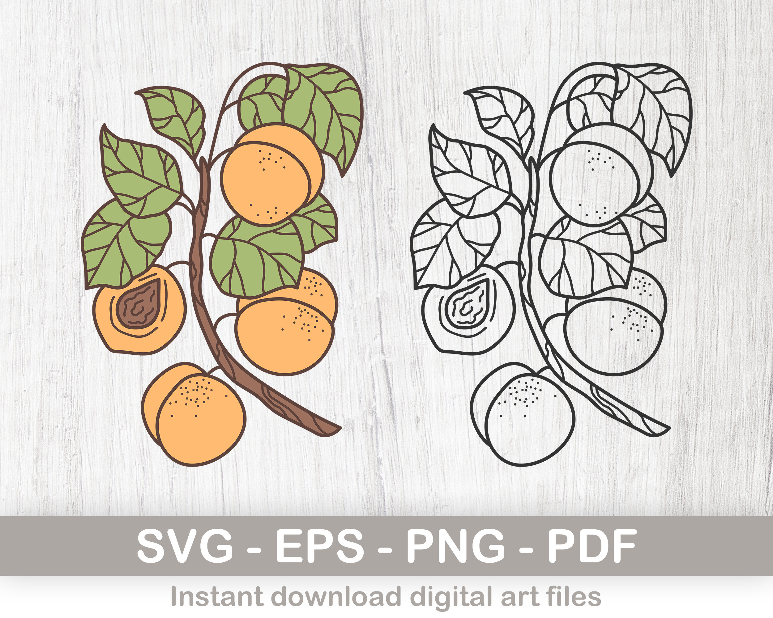 Apricots Instant Digital Download Clipart, Apricots Svg, Png, Pdf, and ...