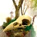 3D Printed Raven Skull Under Glass Dome, Hand Painted, Natural ...