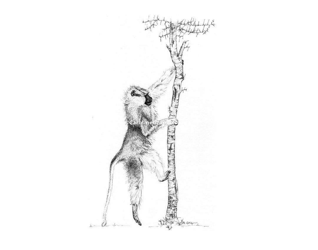Patas Monkey, Pen and Ink Print, Black and White, Nature Art, Wildlife ...