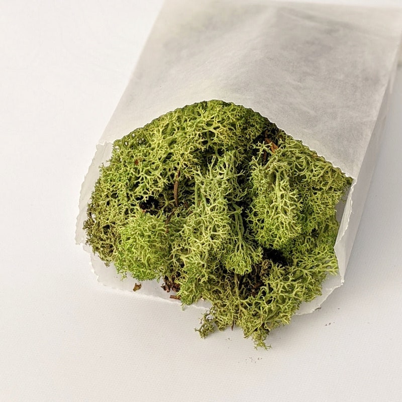 Dried Moss for Display - Etsy UK