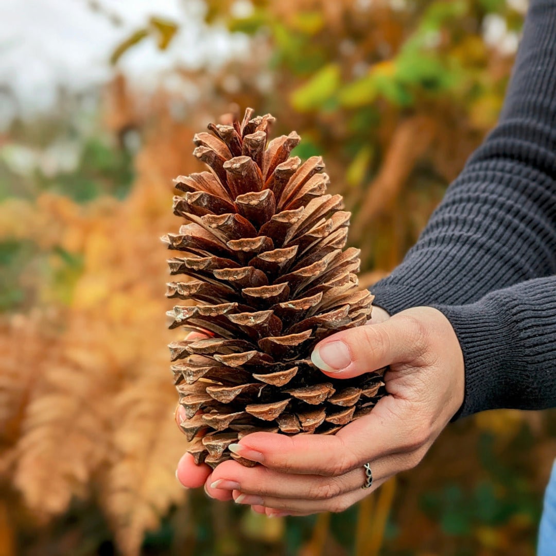 Extra Large Natural Pine Cone | Christmas Display | Maritima Pine Cone | 16-17cm | Giant Pine ...