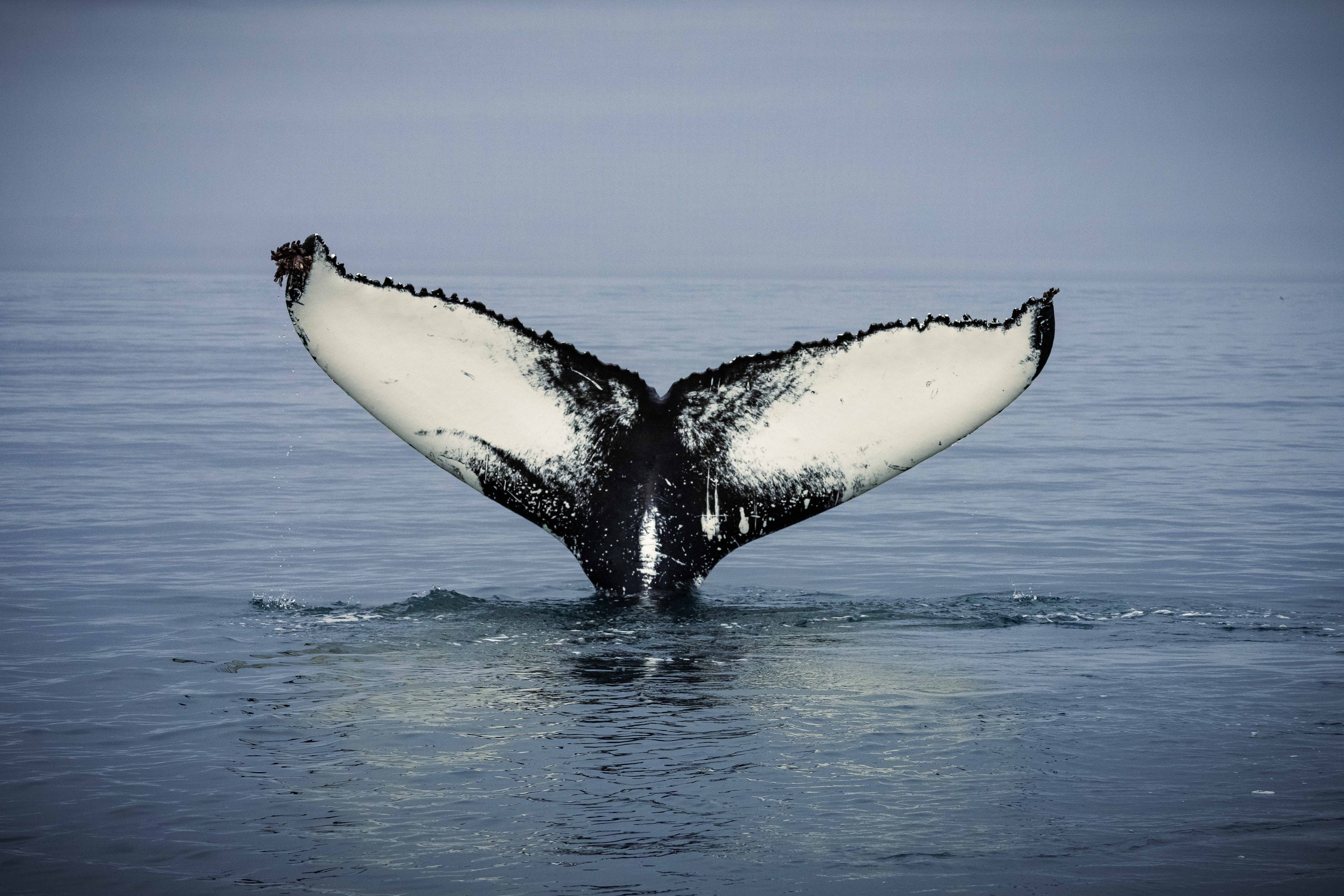 Humpback Whale in the Sea. Husavik Iceland. - Etsy Humpback Whale in the Sea. Husavik Iceland. - Etsy