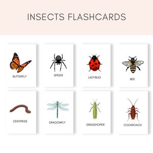 Insects Flashcards, Bugs Flashcards, Minibeast Flashcards, Flashcards ...