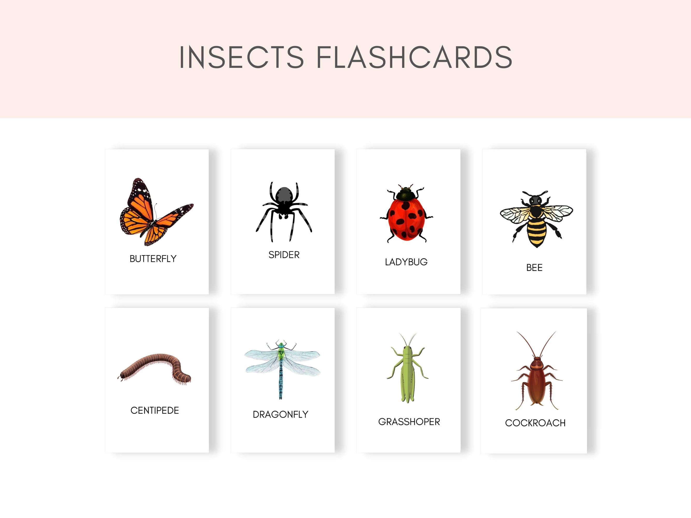 Insects Flashcards Bugs Flashcards Minibeast Flashcards - Etsy