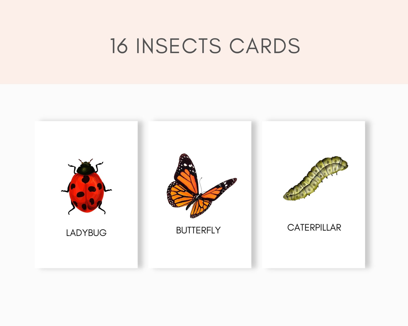 Insects Flashcards Bugs Flashcards Minibeast Flashcards - Etsy