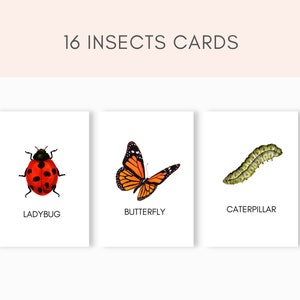 Insects Flashcards, Bugs Flashcards, Minibeast Flashcards, Flashcards ...