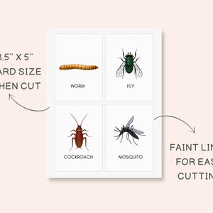 Insects Flashcards, Bugs Flashcards, Minibeast Flashcards, Flashcards ...
