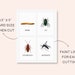 Insects Flashcards, Bugs Flashcards, Minibeast Flashcards, Flashcards ...