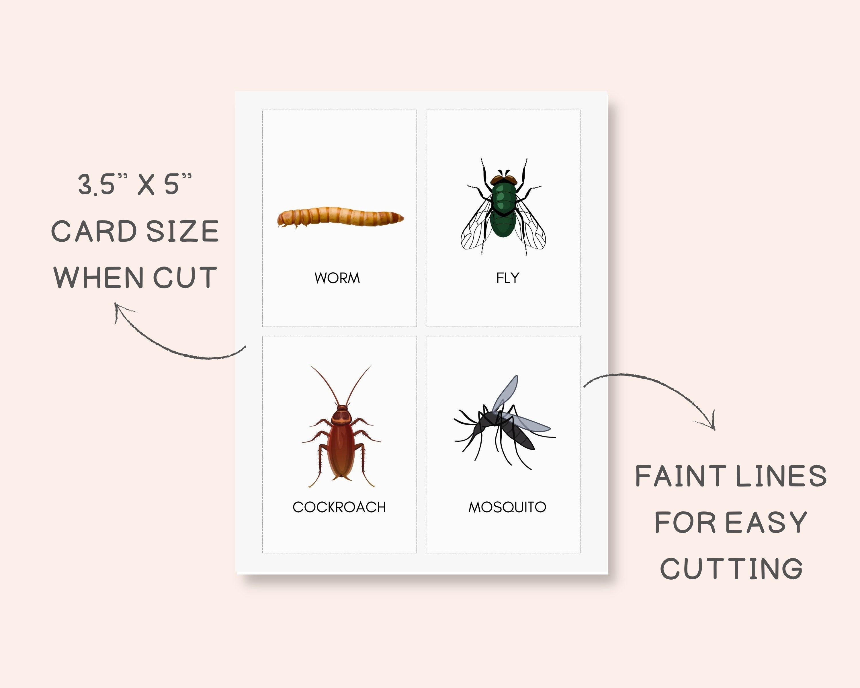 Insects Flashcards Bugs Flashcards Minibeast Flashcards - Etsy