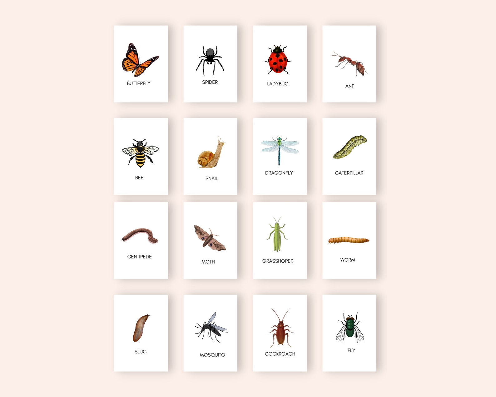 Insects Flashcards Bugs Flashcards Minibeast Flashcards - Etsy