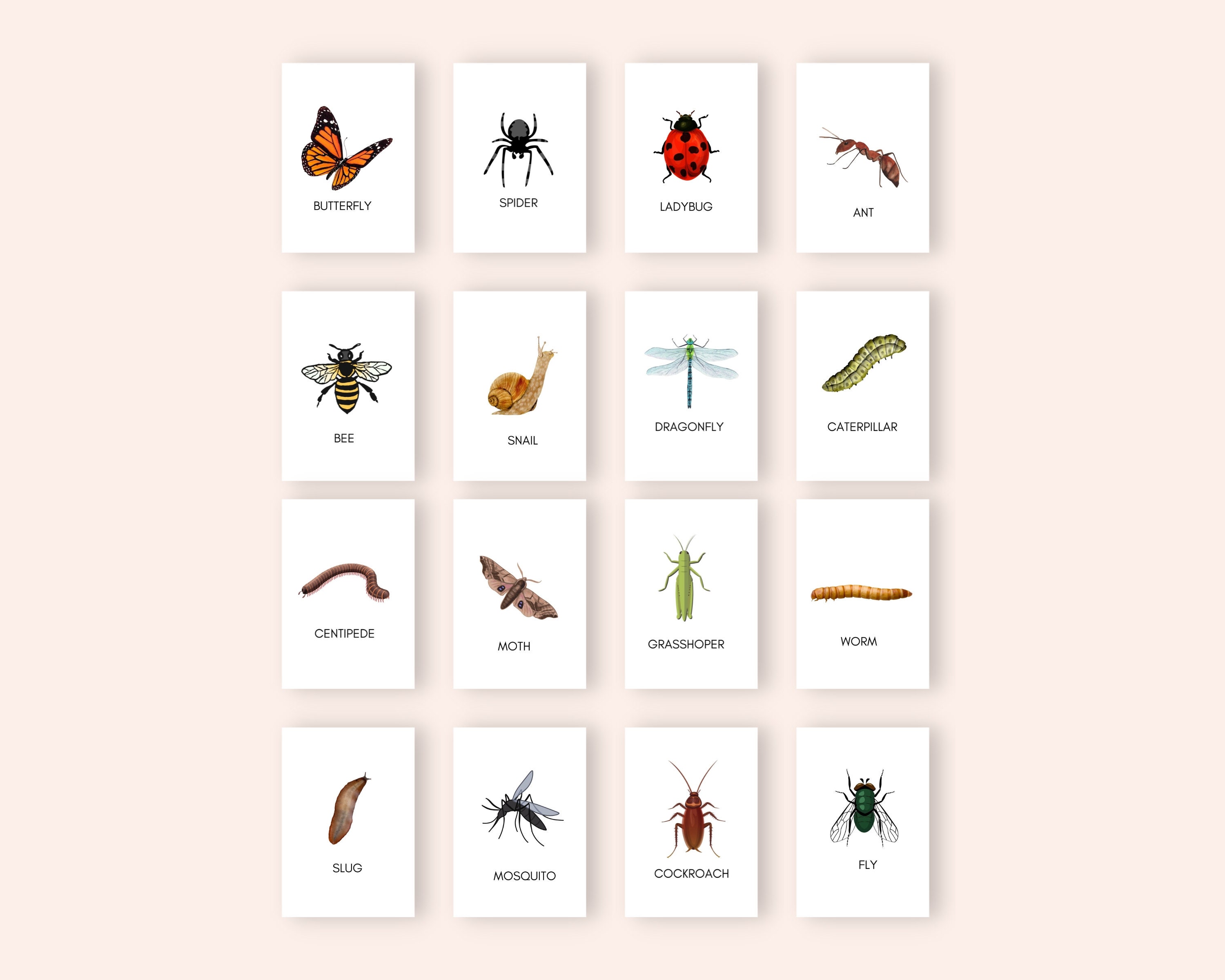 Insects Flashcards Bugs Flashcards Minibeast Flashcards - Etsy