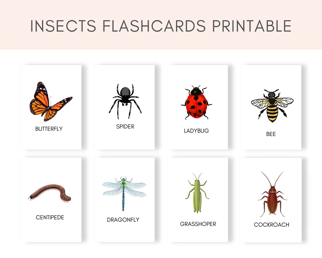 Insects Flashcards Bugs Flashcards Minibeast Flashcards - Etsy