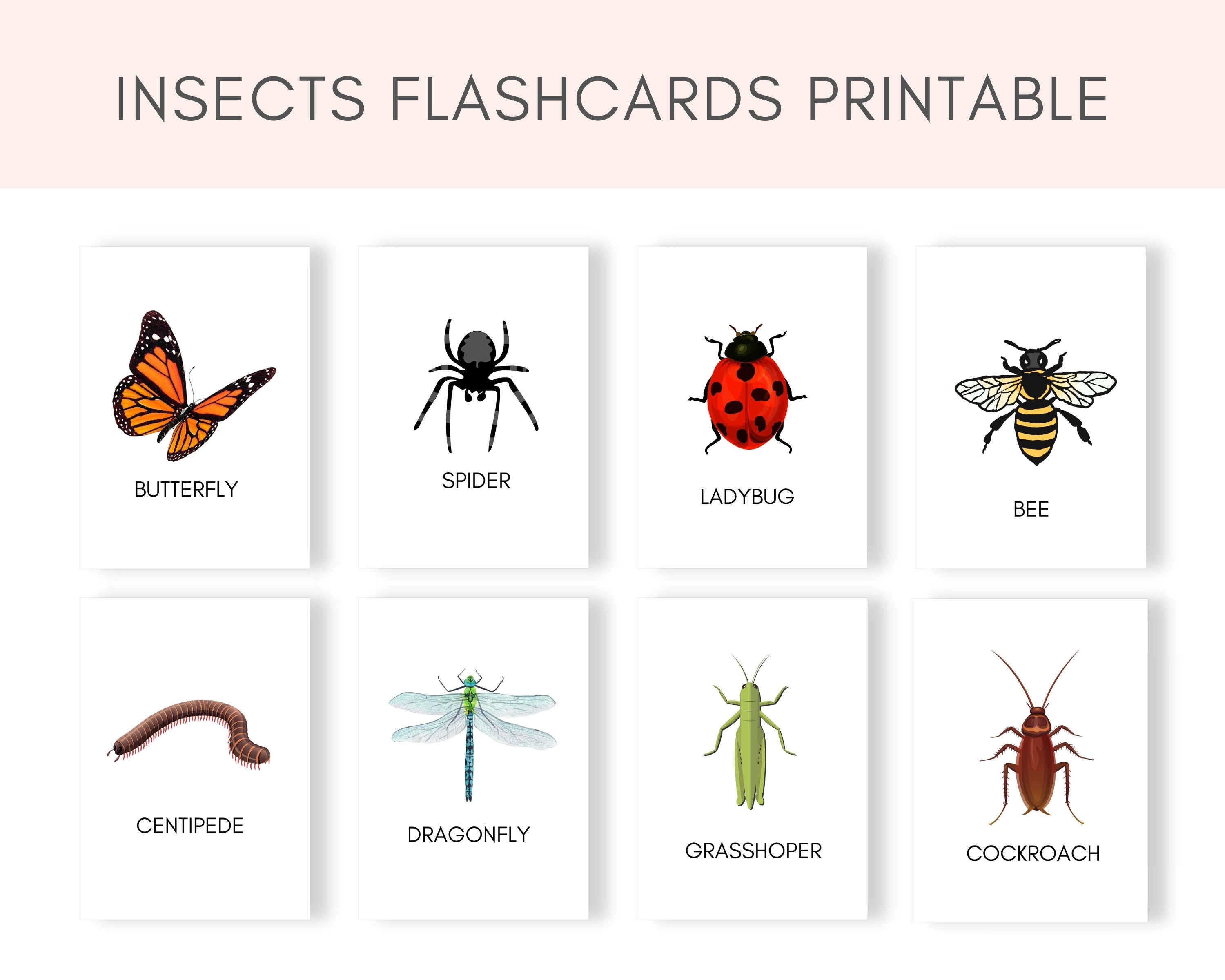 Insects Flashcards Bugs Flashcards Minibeast Flashcards - Etsy