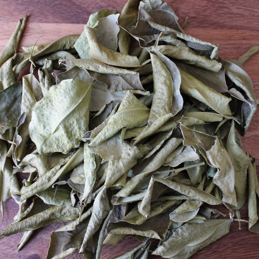 Grenadian Key Lime Leaf - Etsy