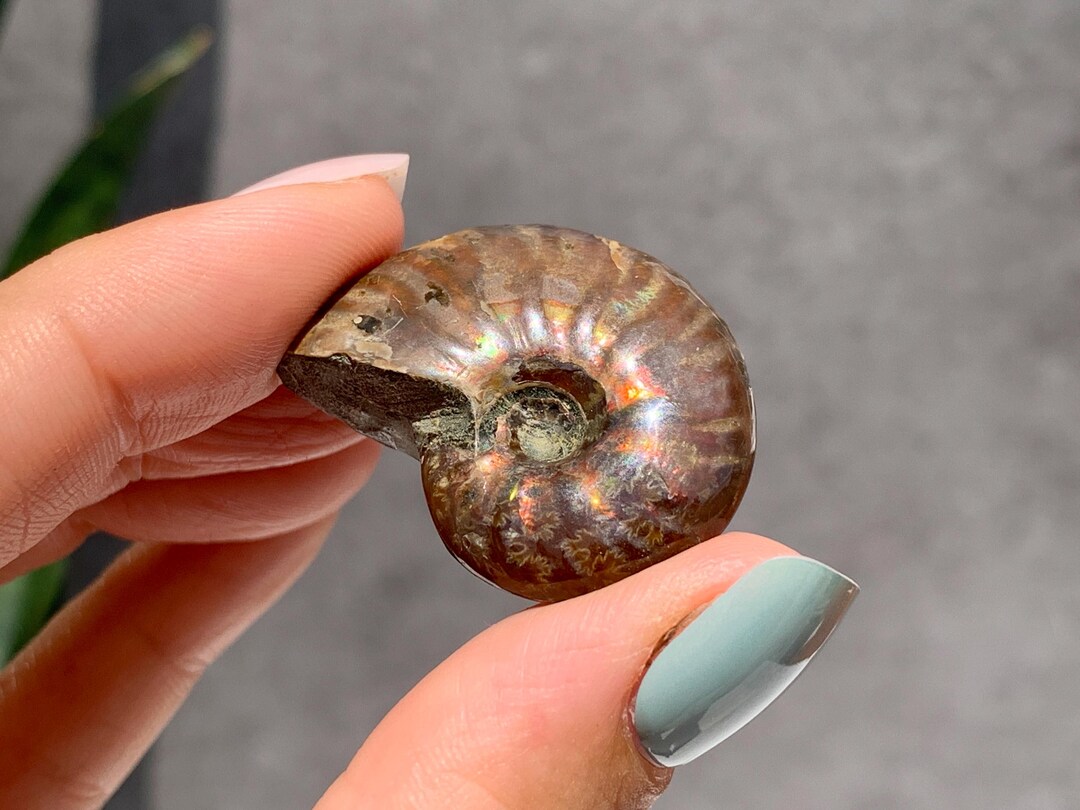 Flashy Red Fire Iridescent Ammonite (A) | Mini Rainbow Iridescence ...